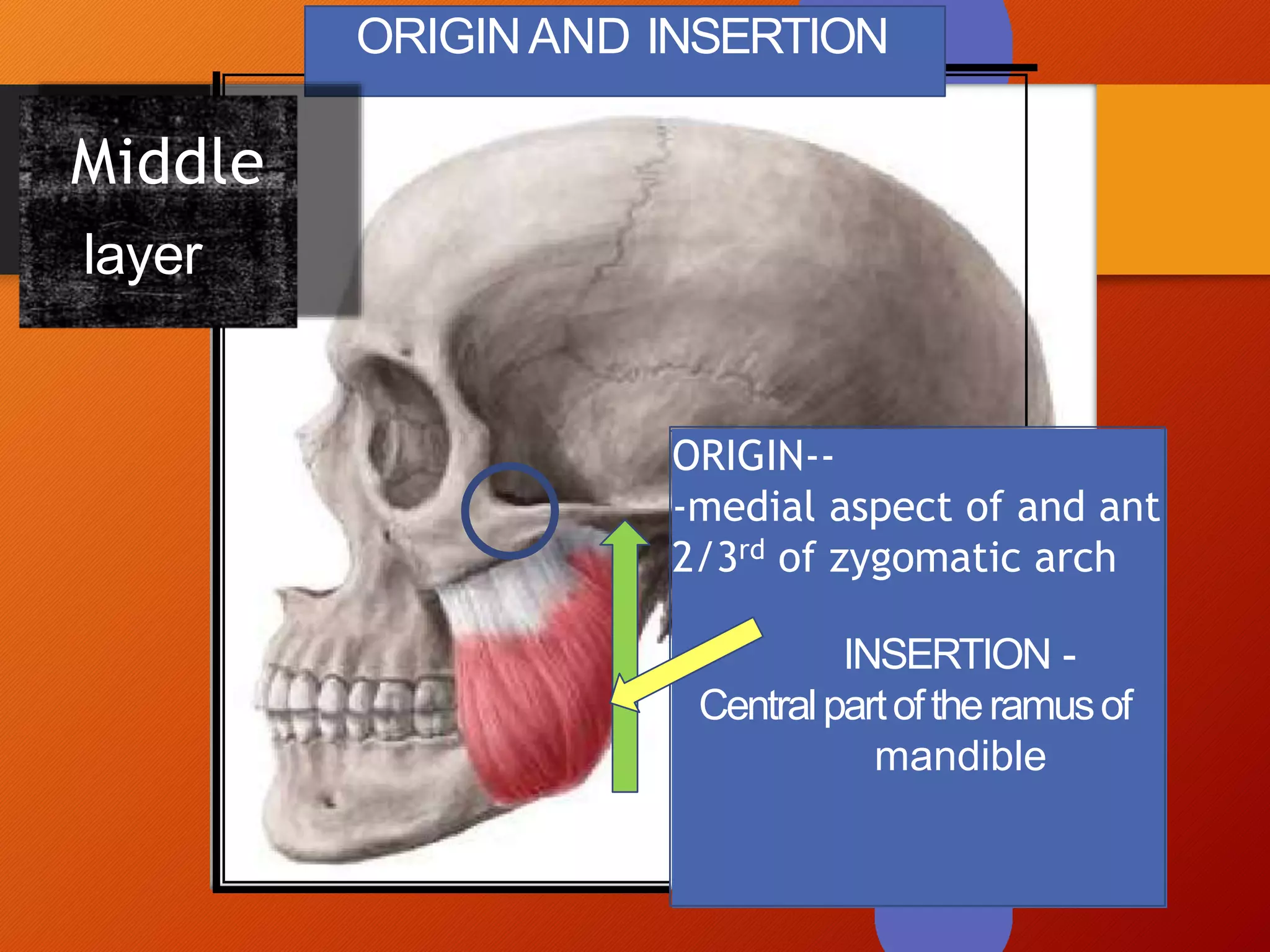 Muscles of masstication s2 | PPT