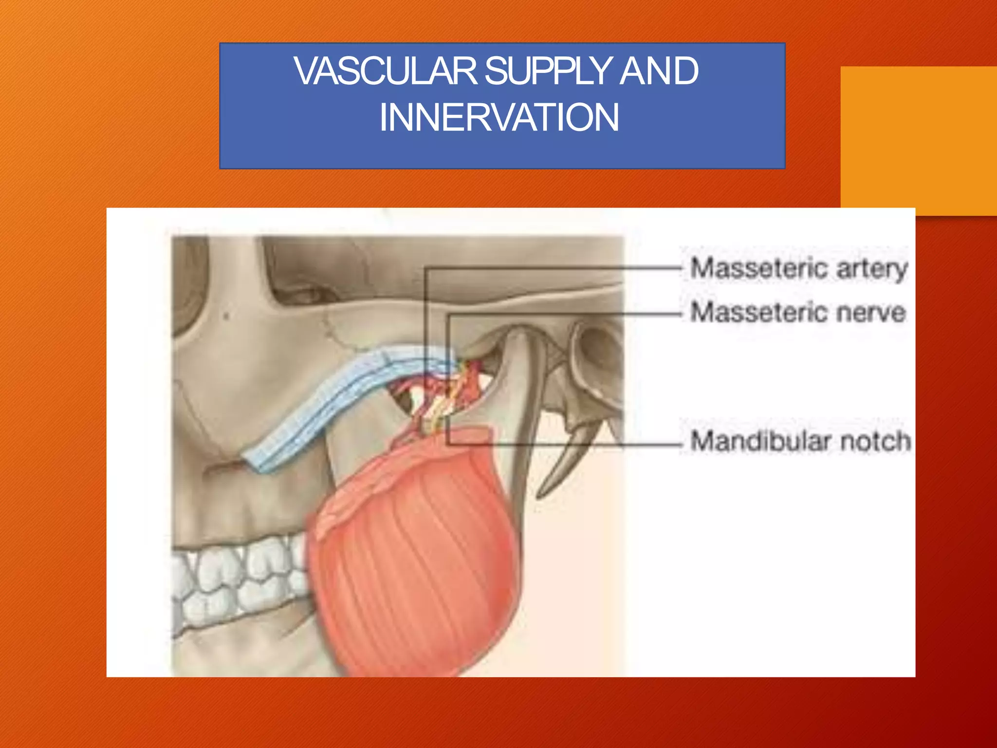 Muscles of masstication s2 | PPT