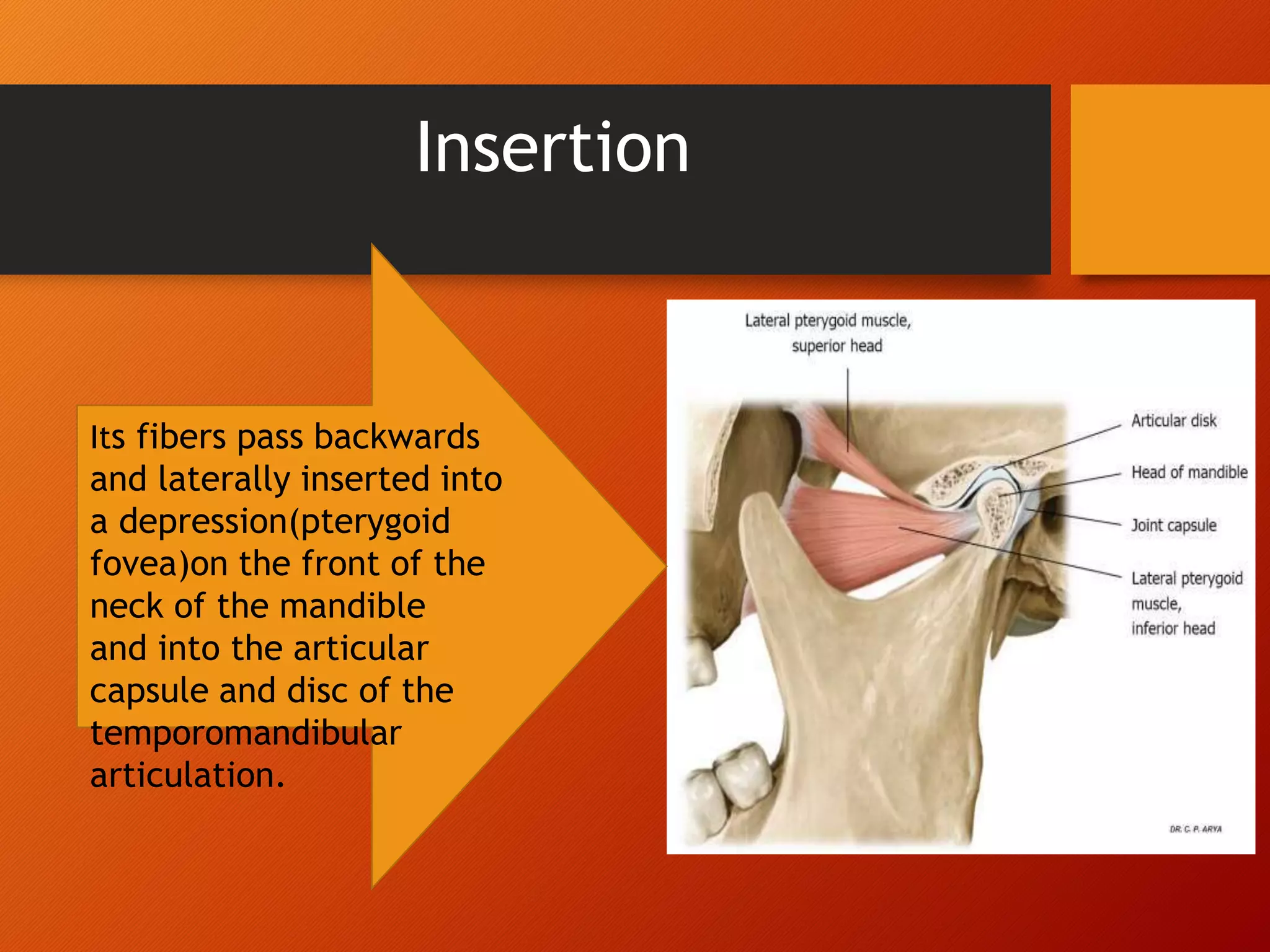 Muscles of masstication s2 | PPT