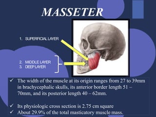 Muscles of masstication s2 | PPTX