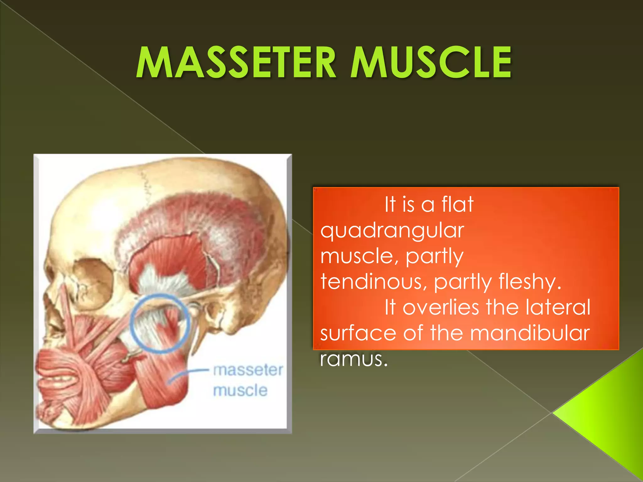Muscles of mastication | PPTX