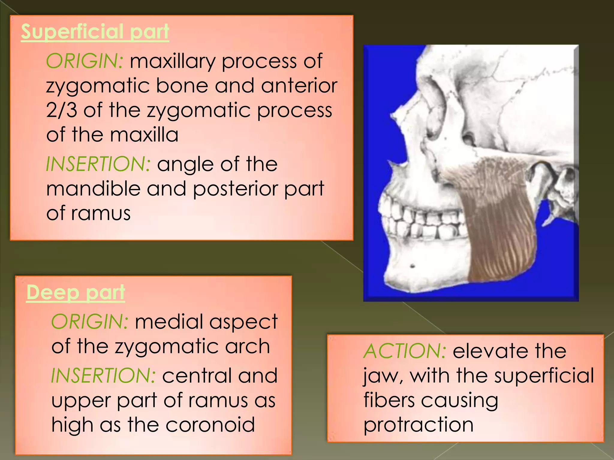 Muscles of mastication | PPTX