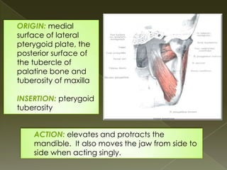 Muscles of mastication | PPTX