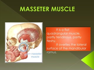 Muscles of mastication | PPTX