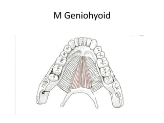 Muscles of mastication | PPT