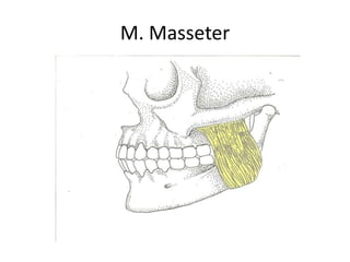 Muscles of mastication | PPTX
