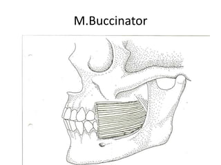 Muscles of mastication | PPTX