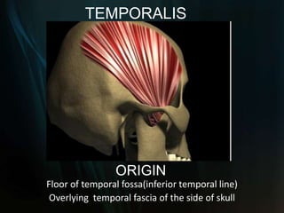Muscles of mastication | PPT