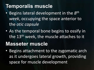 Muscles of mastication | PPT