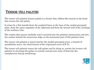 Muscles of mastication | PPT