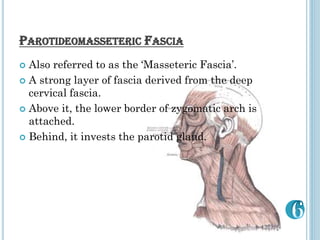 Muscles of mastication | PPT
