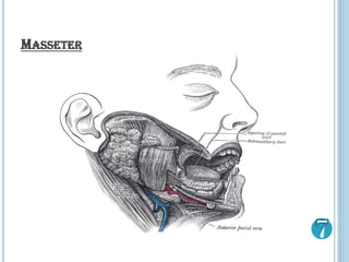 Muscles of mastication | PPTX