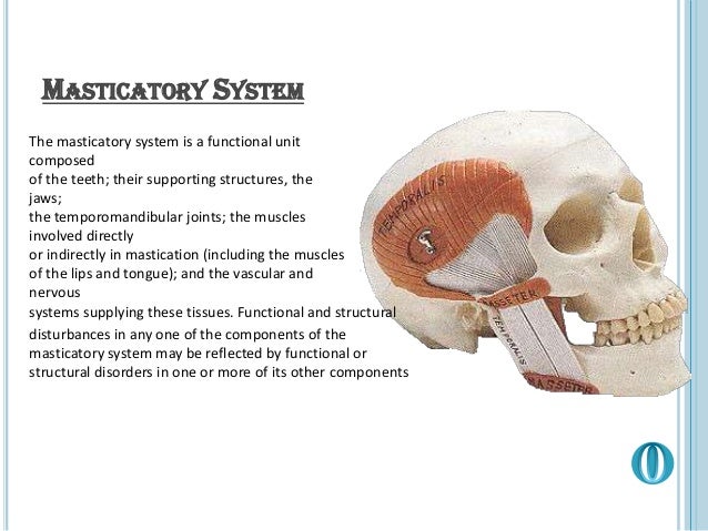 Muscles of mastication