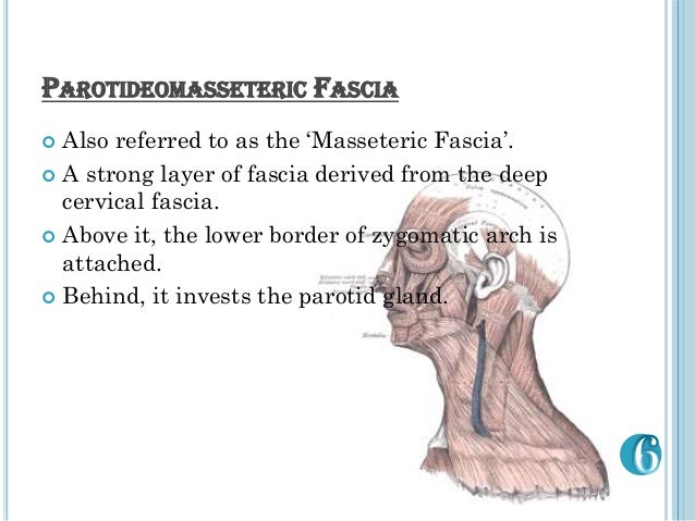 Muscles of mastication