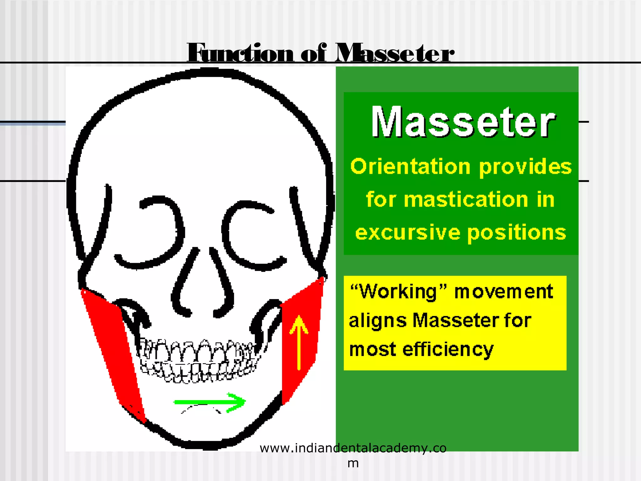 Muscles of mastication/ orthodontics courses in india | PPT