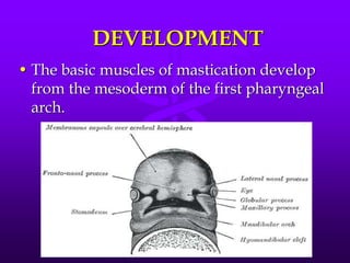 Muscles of mastication | PPTX
