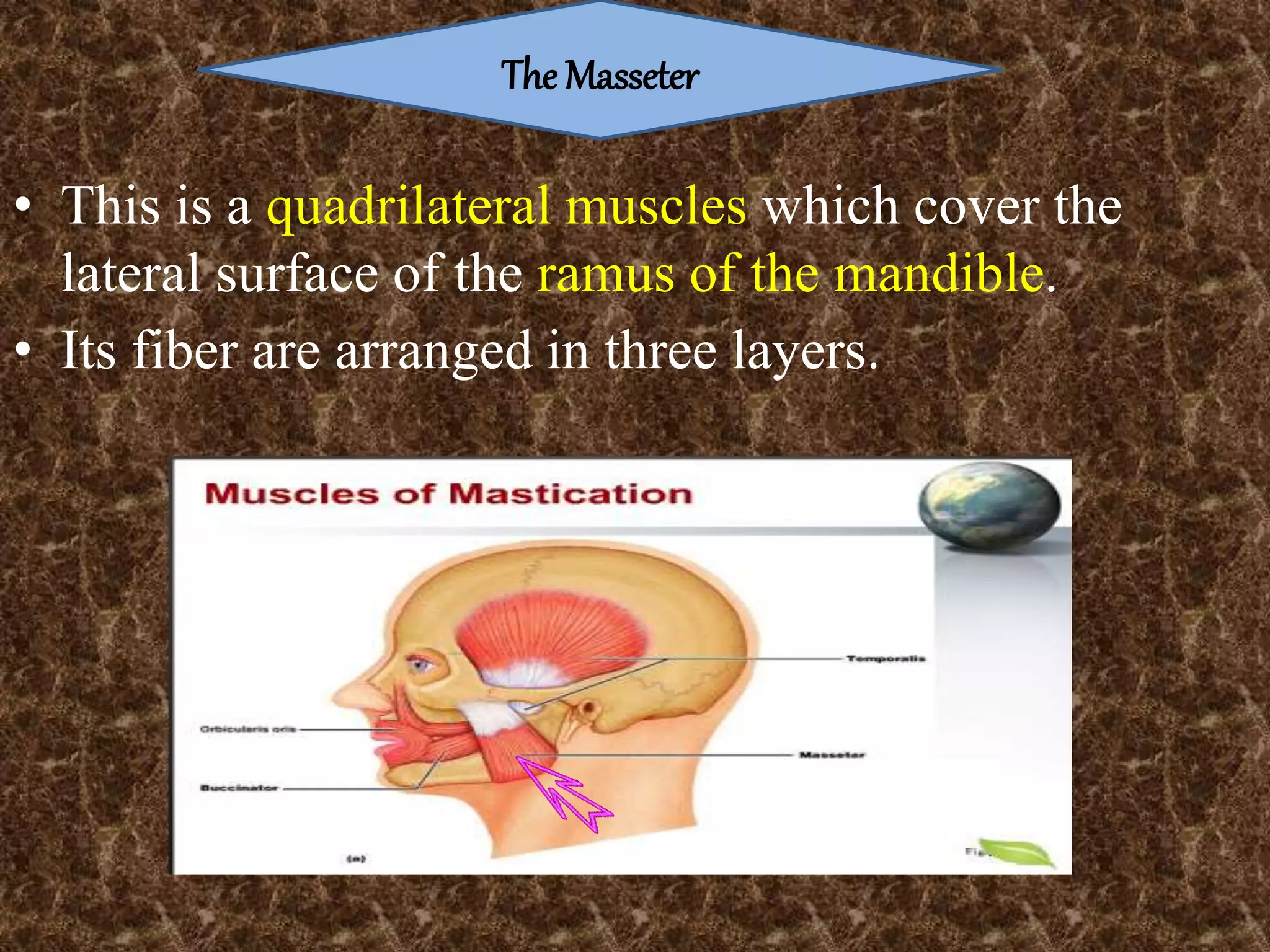 Muscles of mastication.ppt