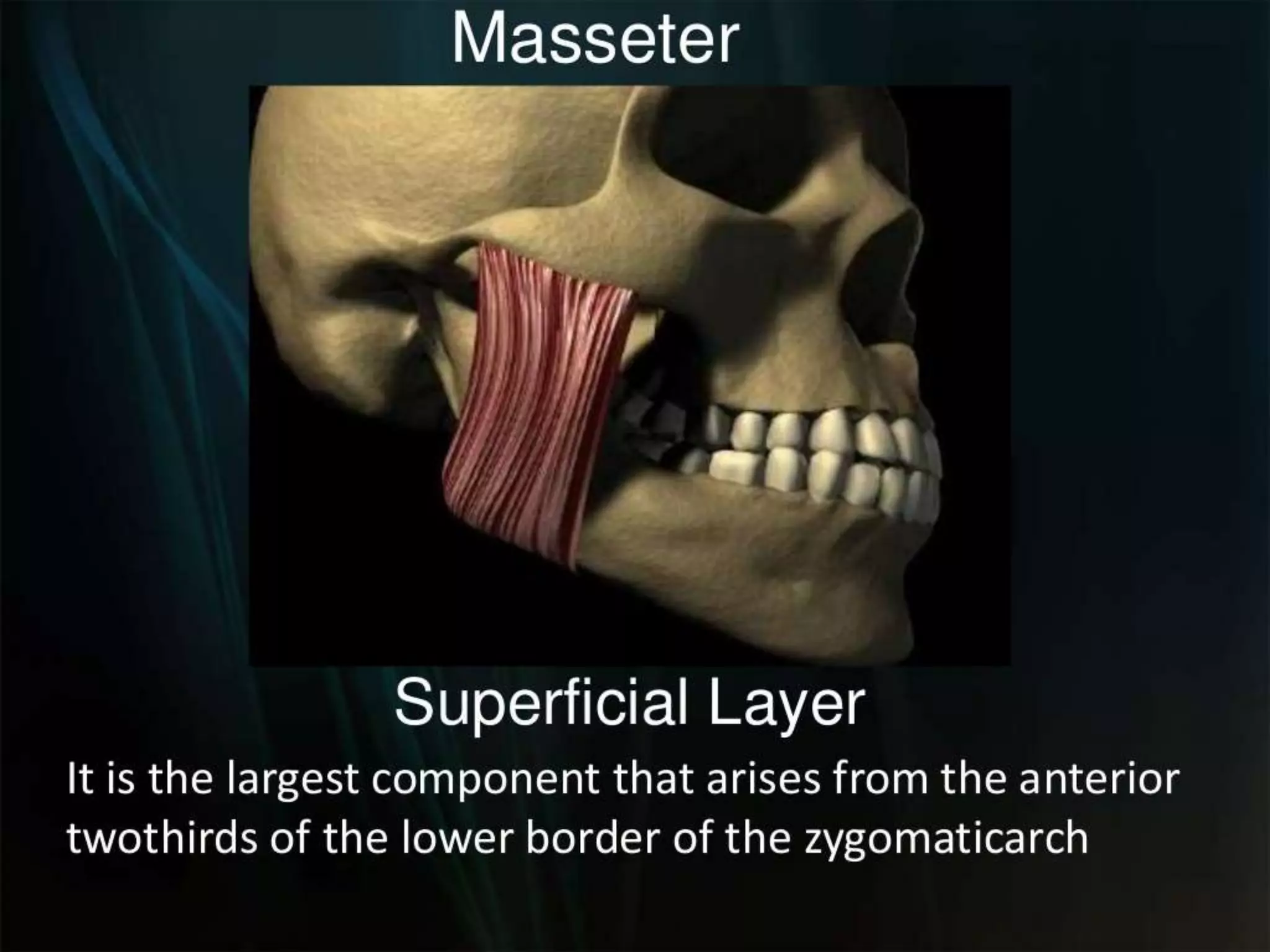 Muscles of mastication.ppt