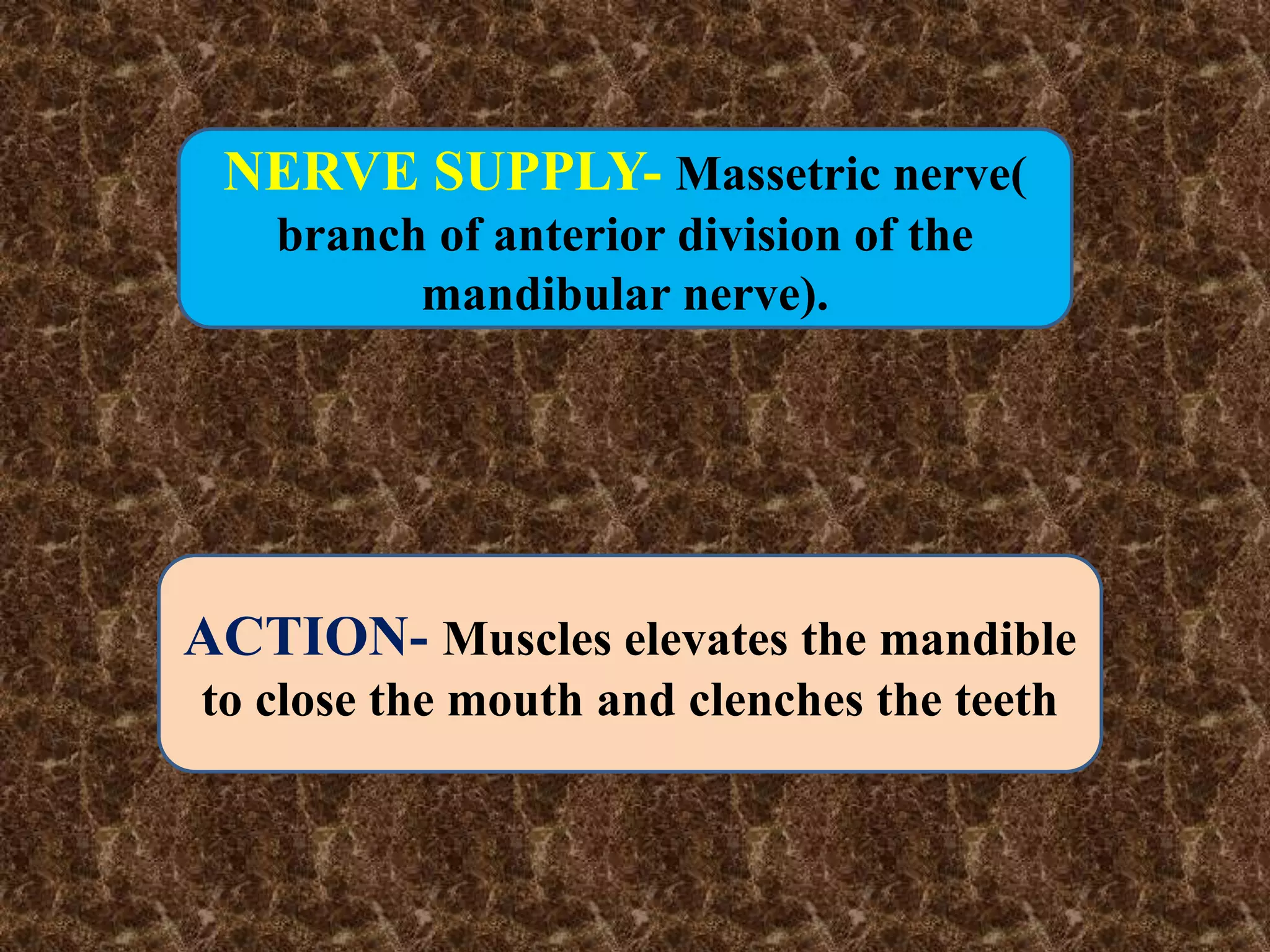 Muscles of mastication.ppt
