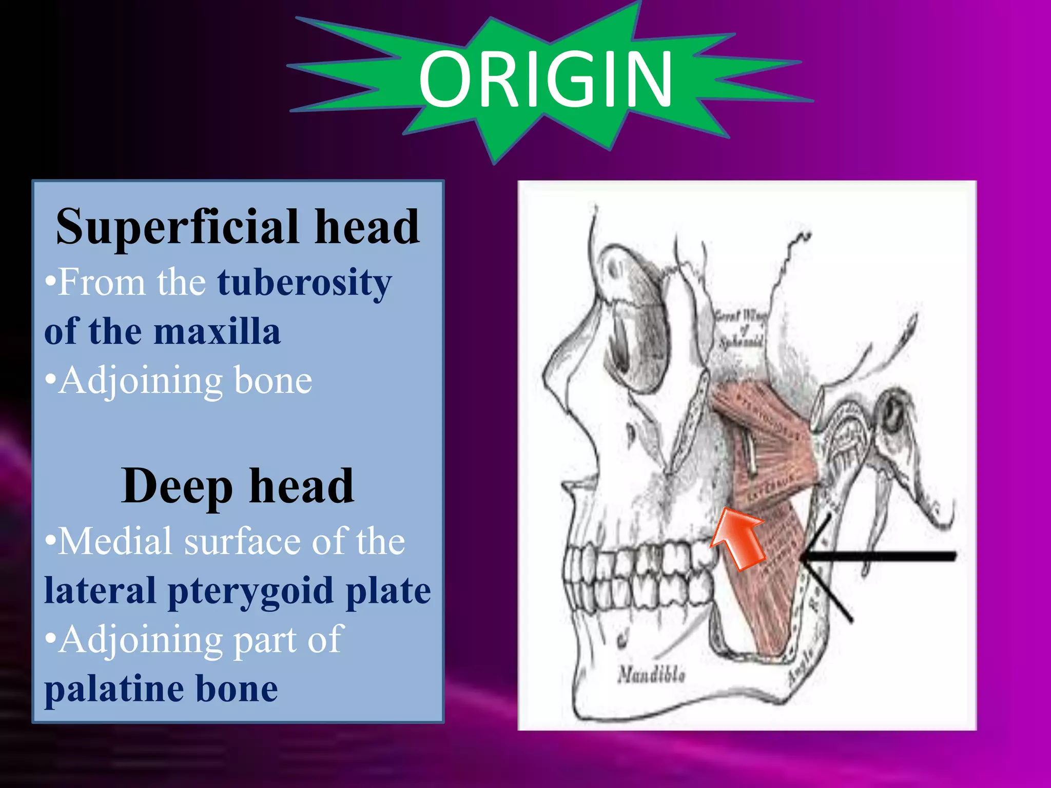 Muscles of mastication.ppt