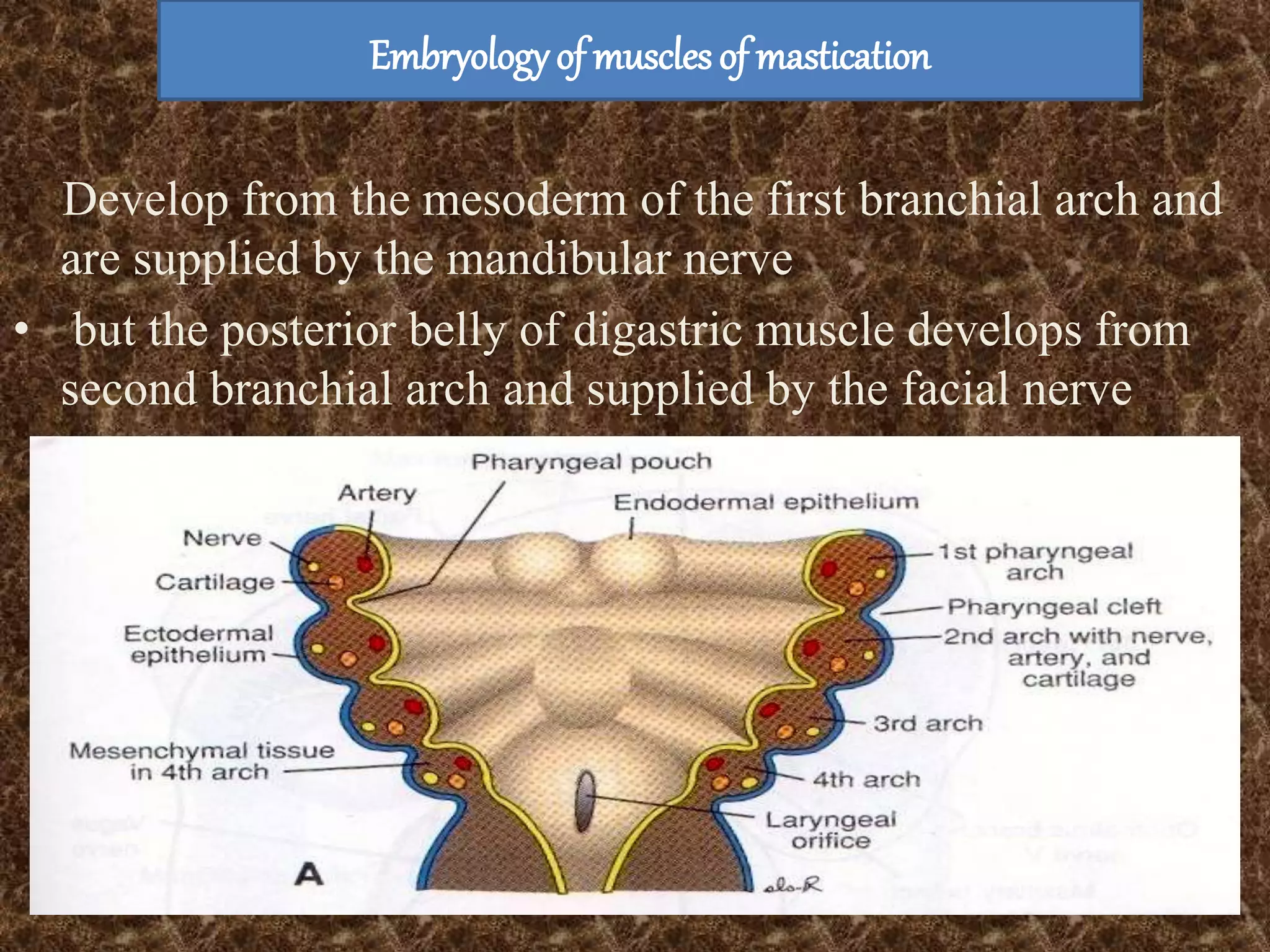 Muscles of mastication.ppt