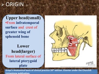 Lateral Pterygoid Palpation