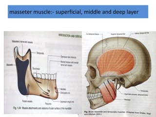 Muscles of mastication | PPTX