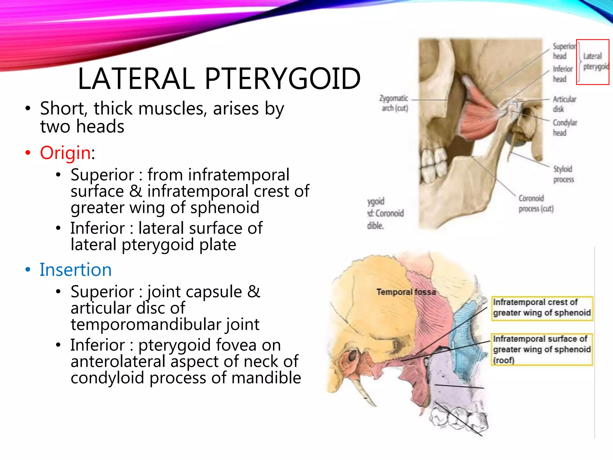 Muscles of mastication | PPTX