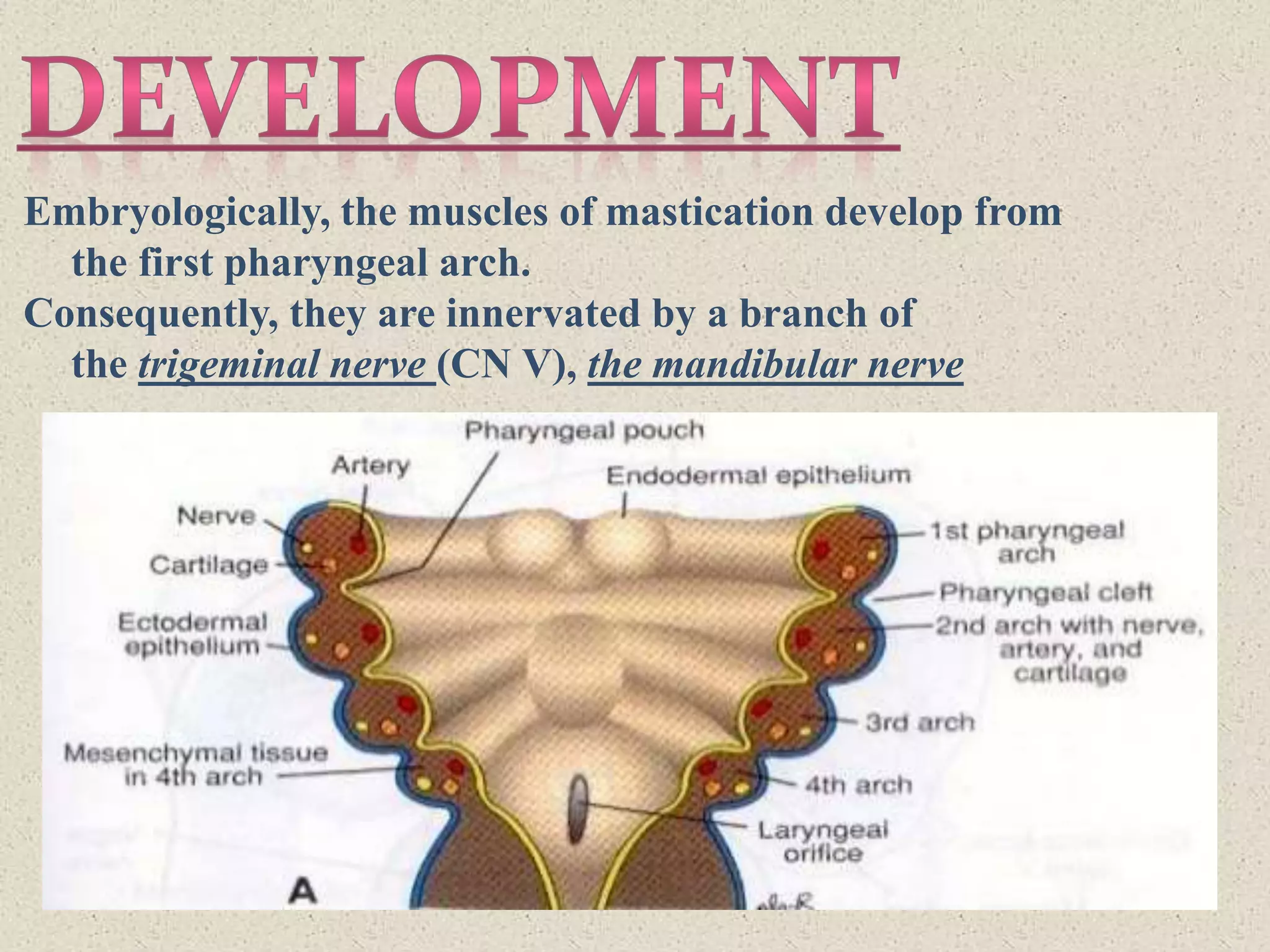 Muscles of mastication | PPTX