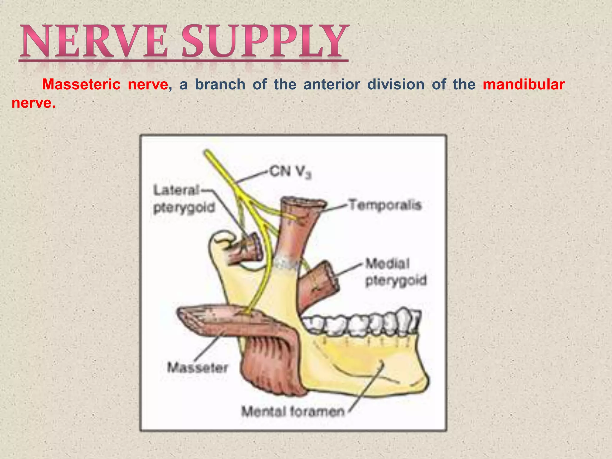 Muscles of mastication | PPTX