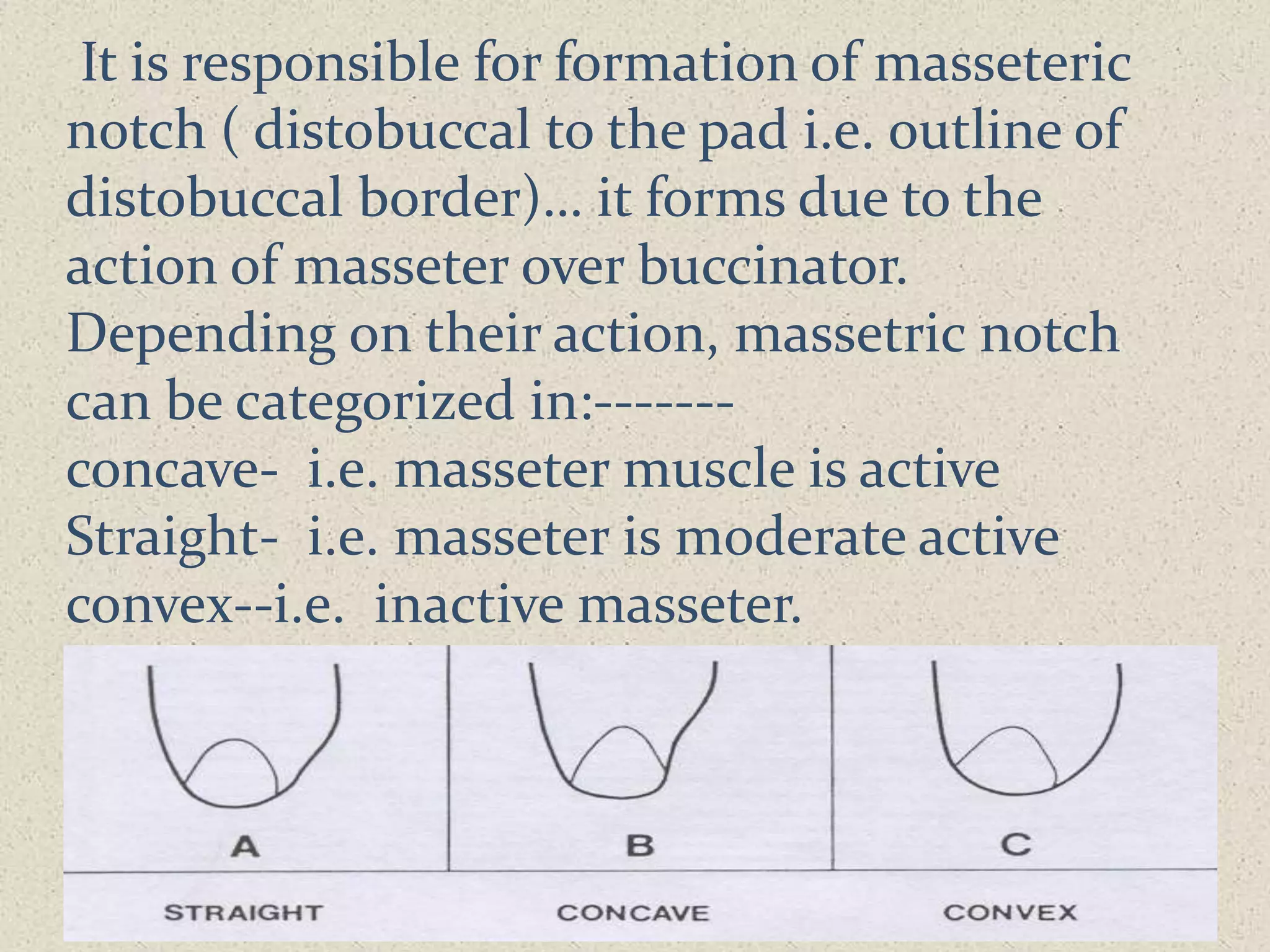 Muscles of mastication | PPTX