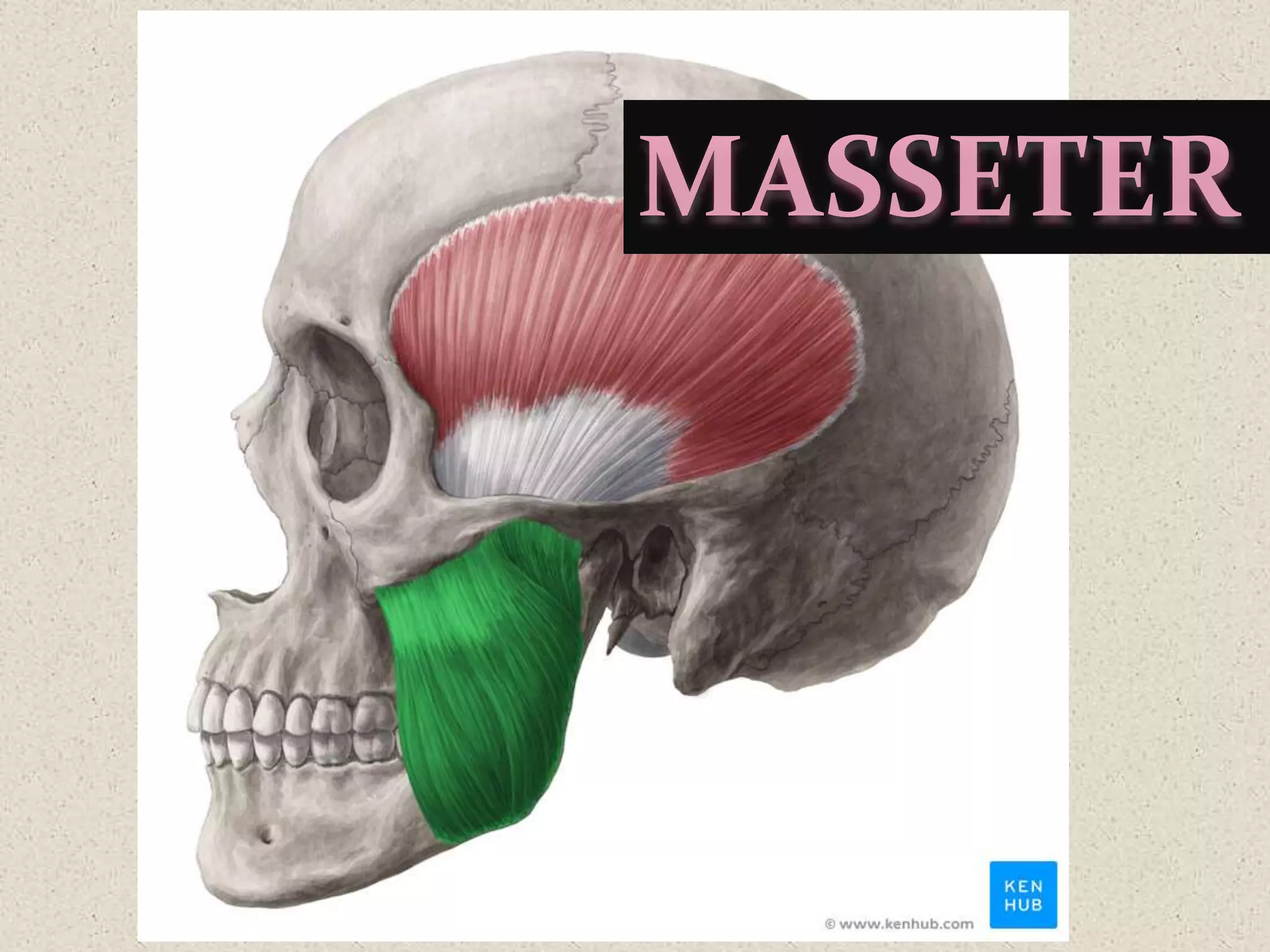 Muscles of mastication | PPTX