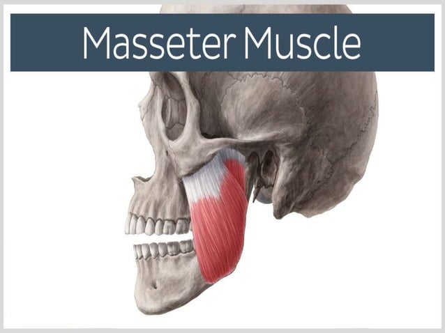 Muscles of mastication | PPTX