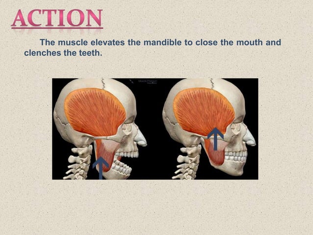 Muscles of mastication | PPTX