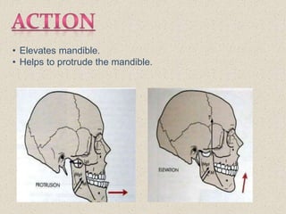 Muscles of mastication | PPTX