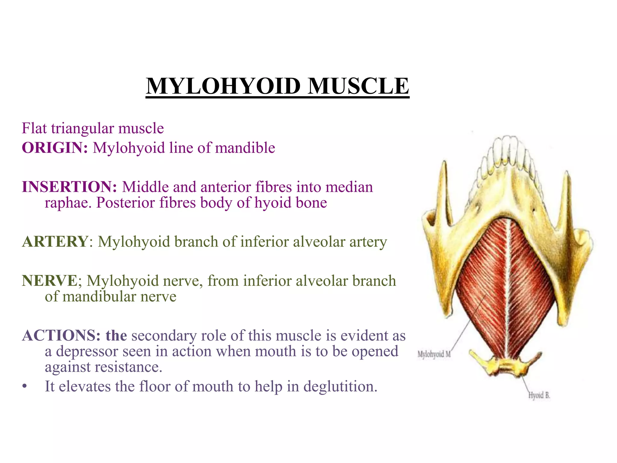 Muscles of mastication | PPTX