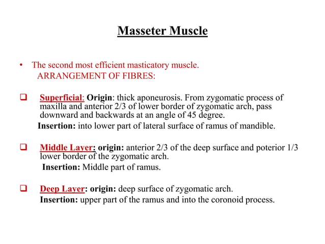 Muscles of mastication | PPTX | Ear, Nose and Throat Conditions ...