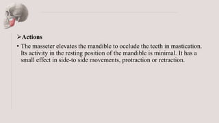 Muscles of mastication | PPT