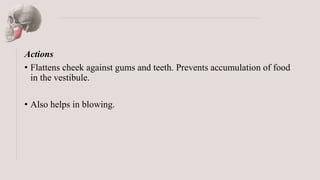 Muscles of mastication | PPT