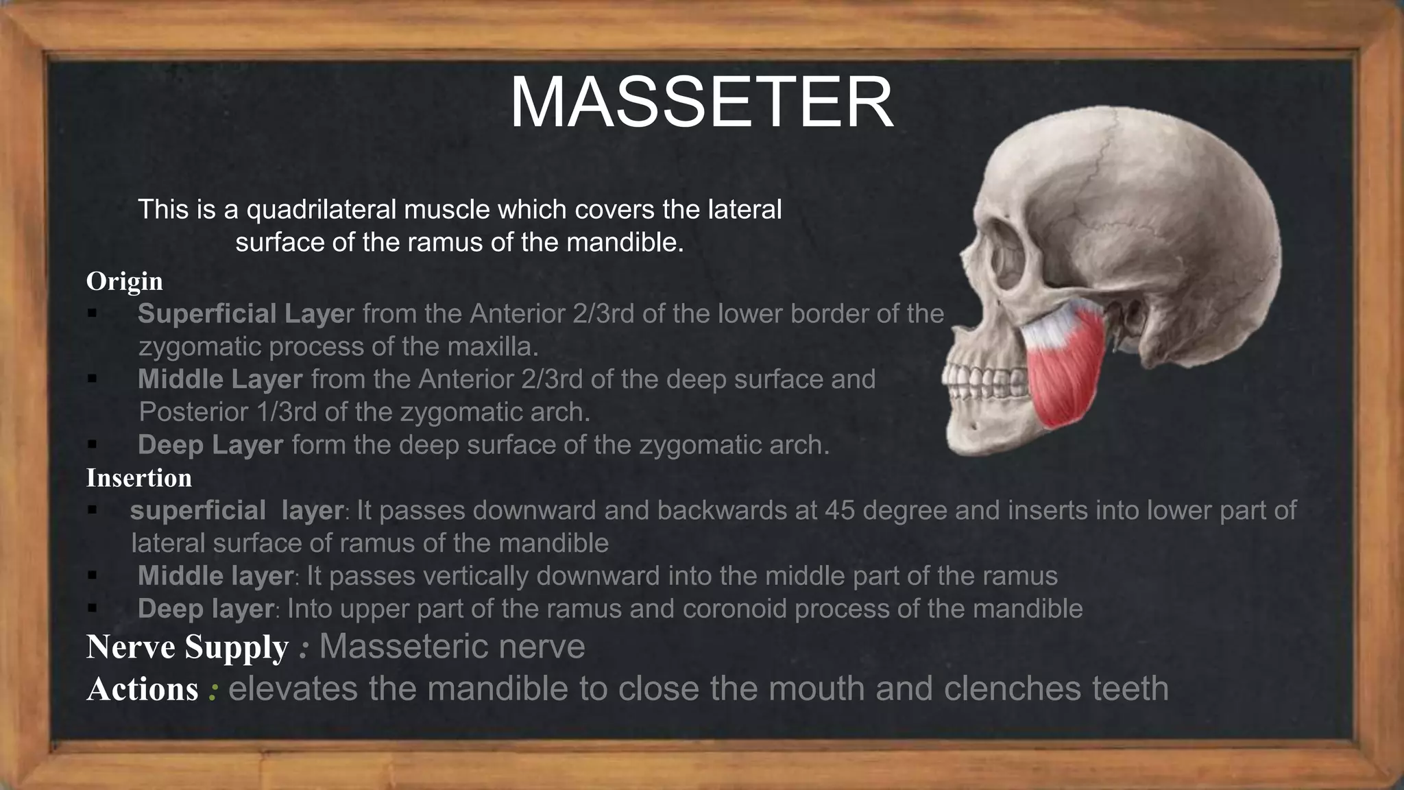 Muscles of mastication | PPTX