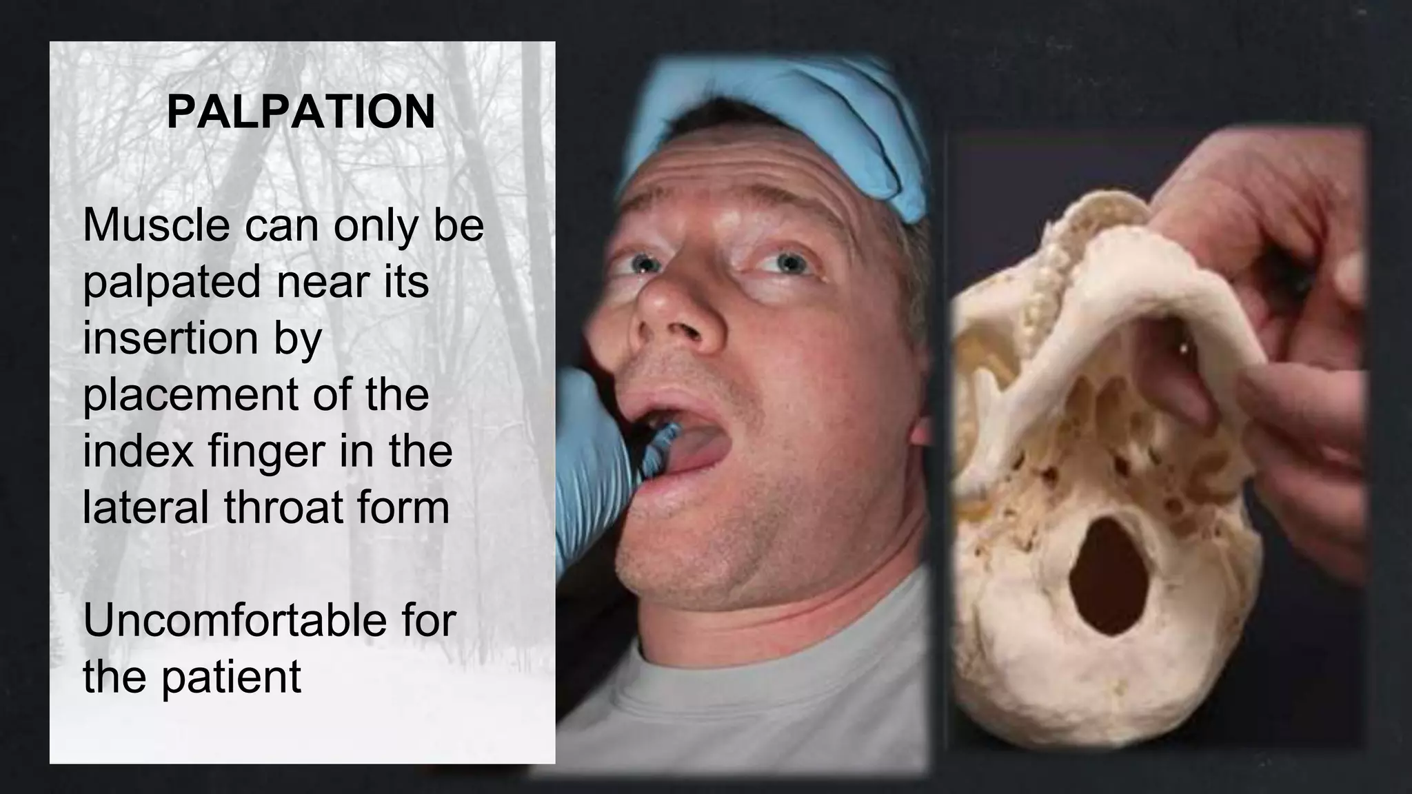 Muscles of mastication | PPTX