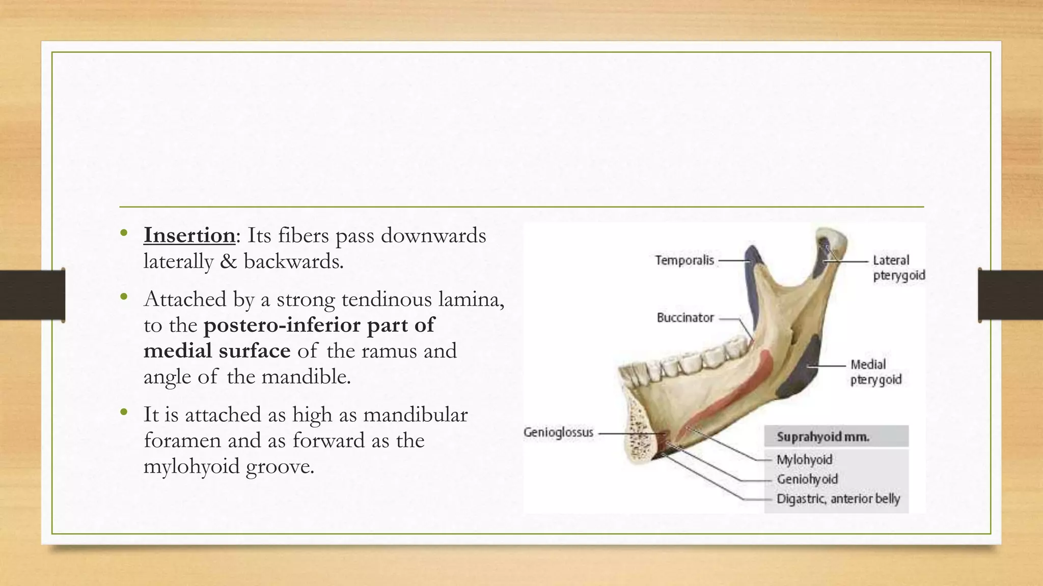 Muscles of mastication | PPTX