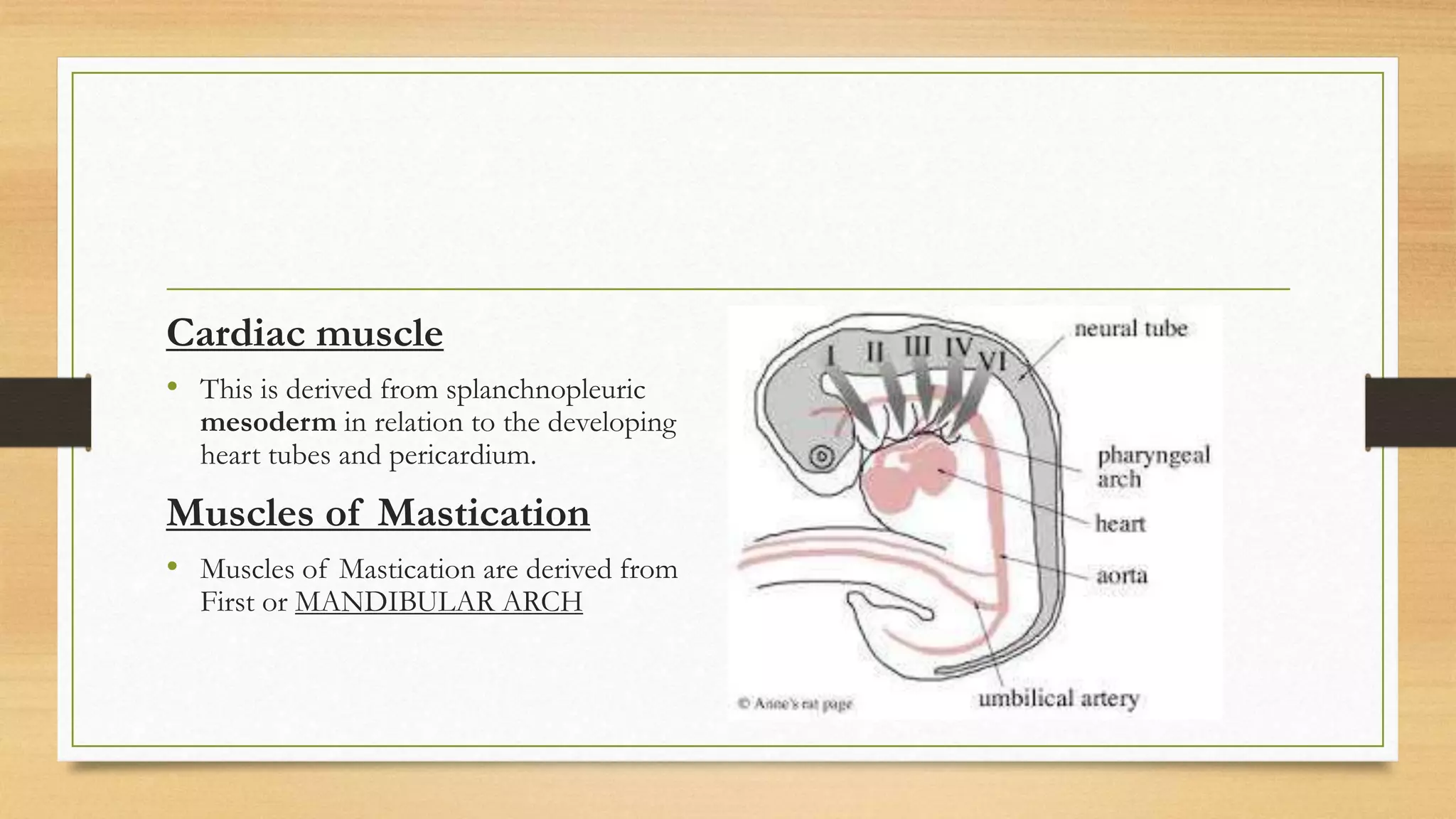 Muscles of mastication | PPTX