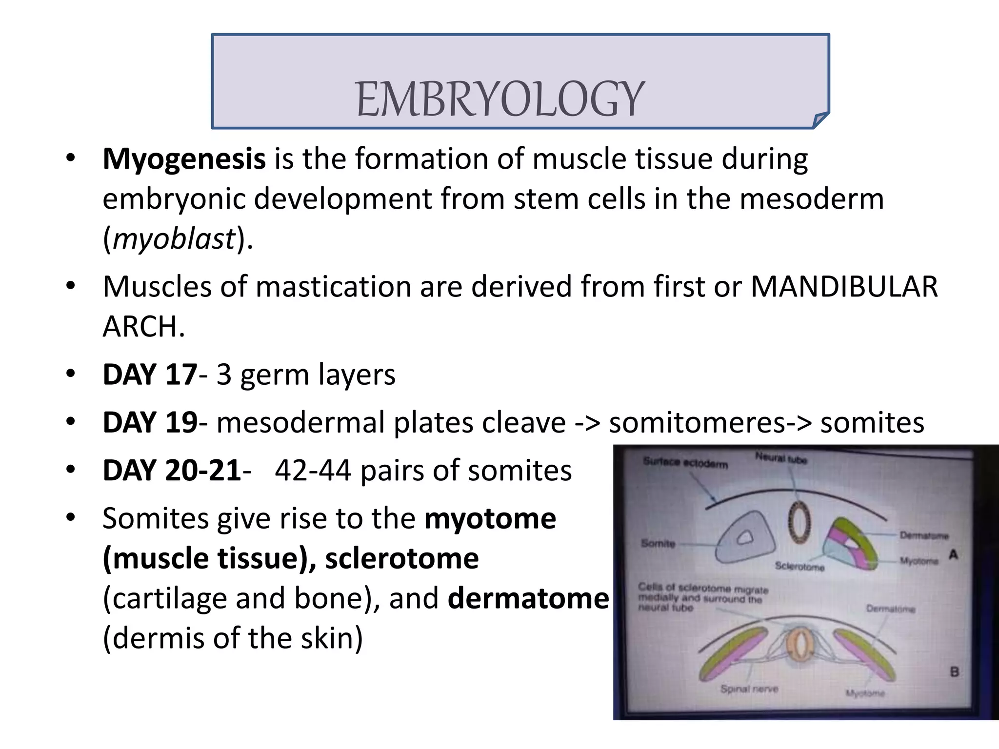 Muscles of mastication | PPTX