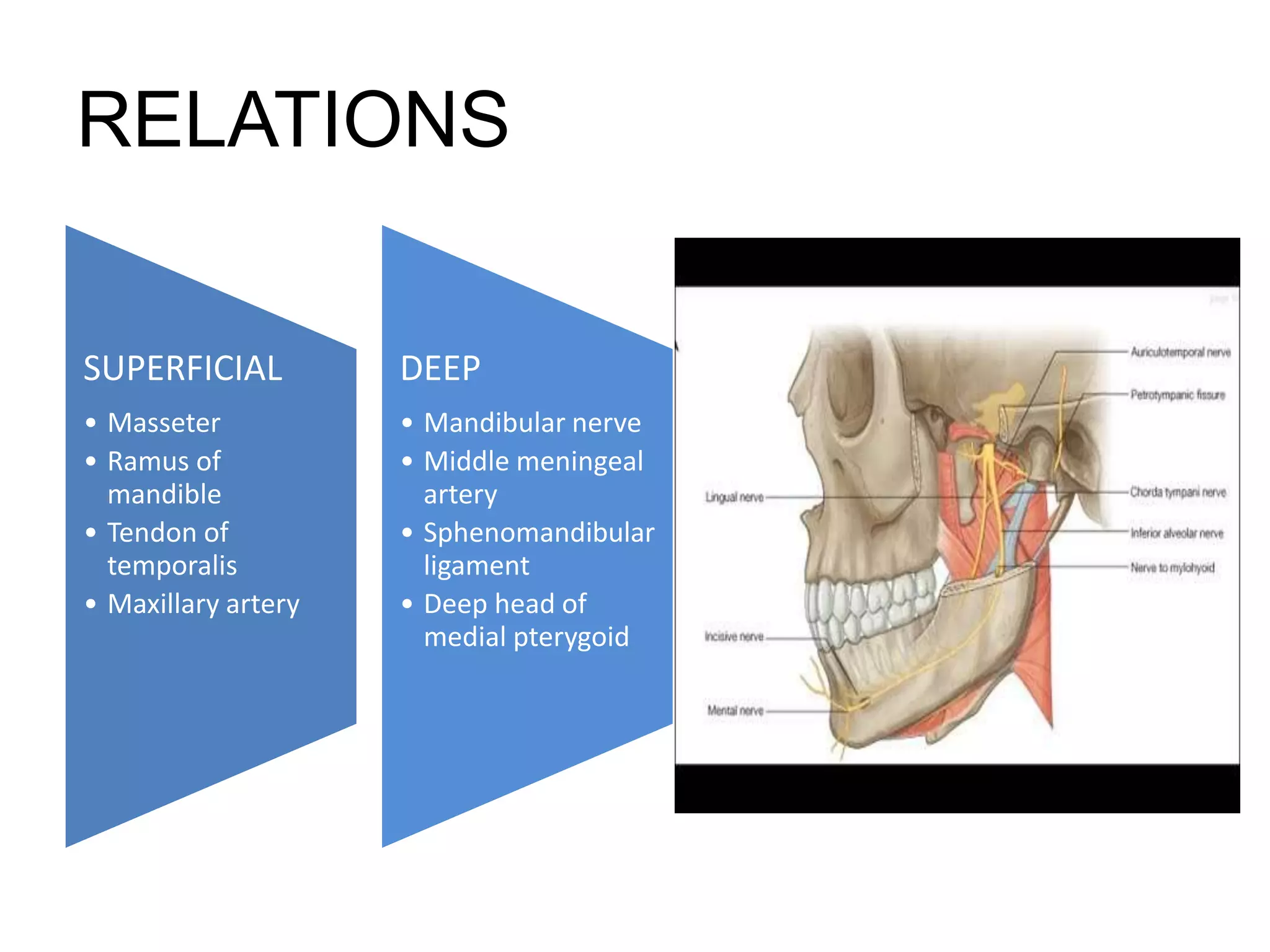 Muscles of mastication | PPTX