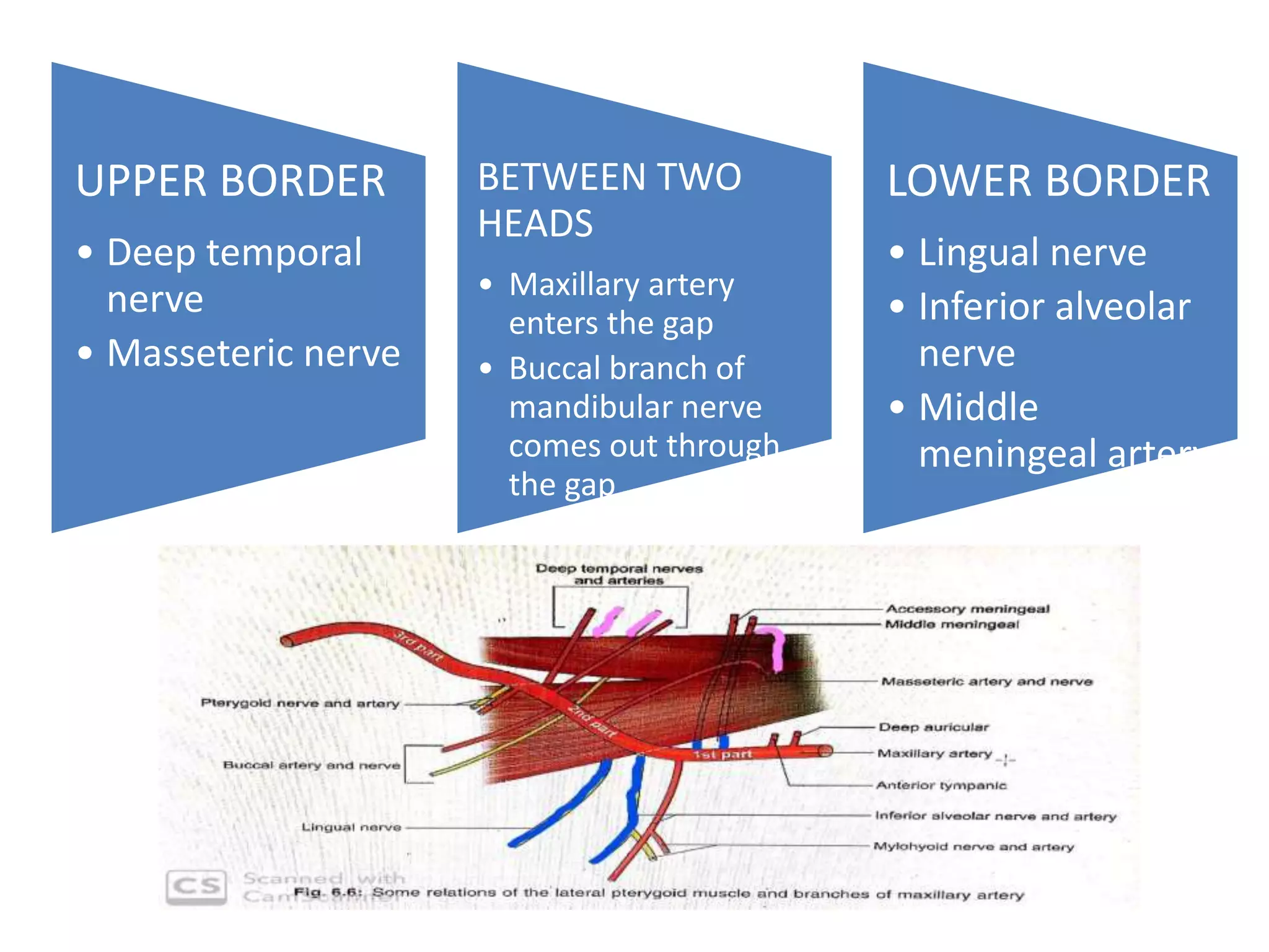 Muscles of mastication | PPTX