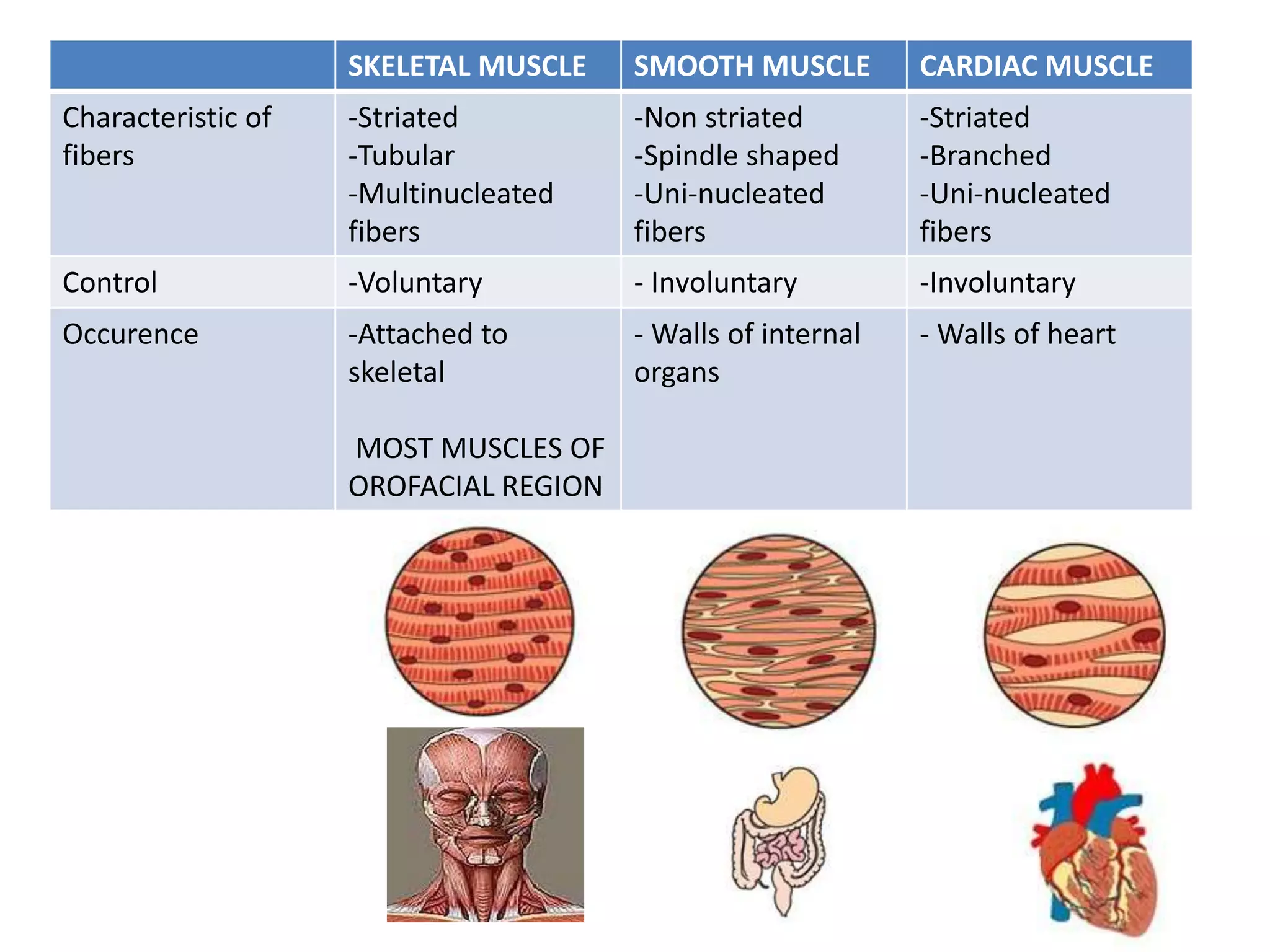 Muscles of mastication | PPTX