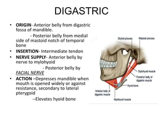 Muscles of mastication | PPTX