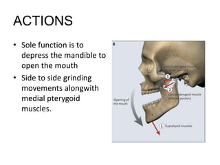 Lateral Pterygoid Action