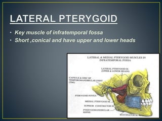 Muscles of mastication | PPTX | Death, Injury, or Military Conflict ...